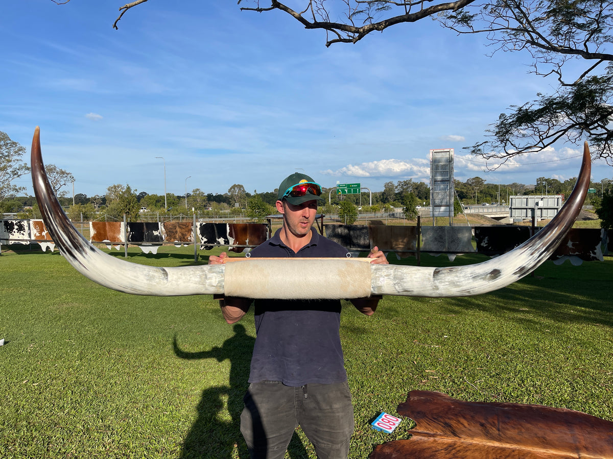 Mounted Cow Horns 45 (delivery extra on request) – The Skin Thing