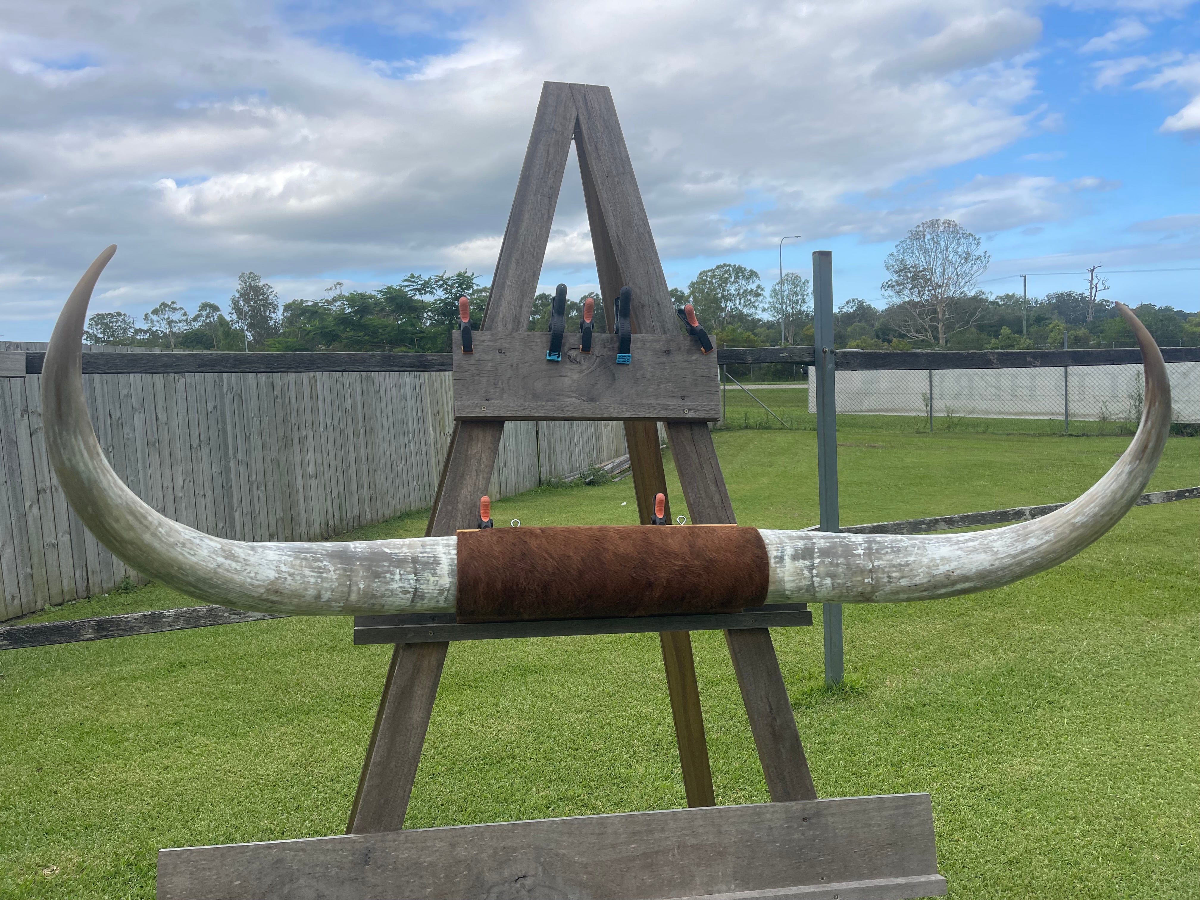 Mounted Cow Horns 49 (delivery extra on request) – The Skin Thing