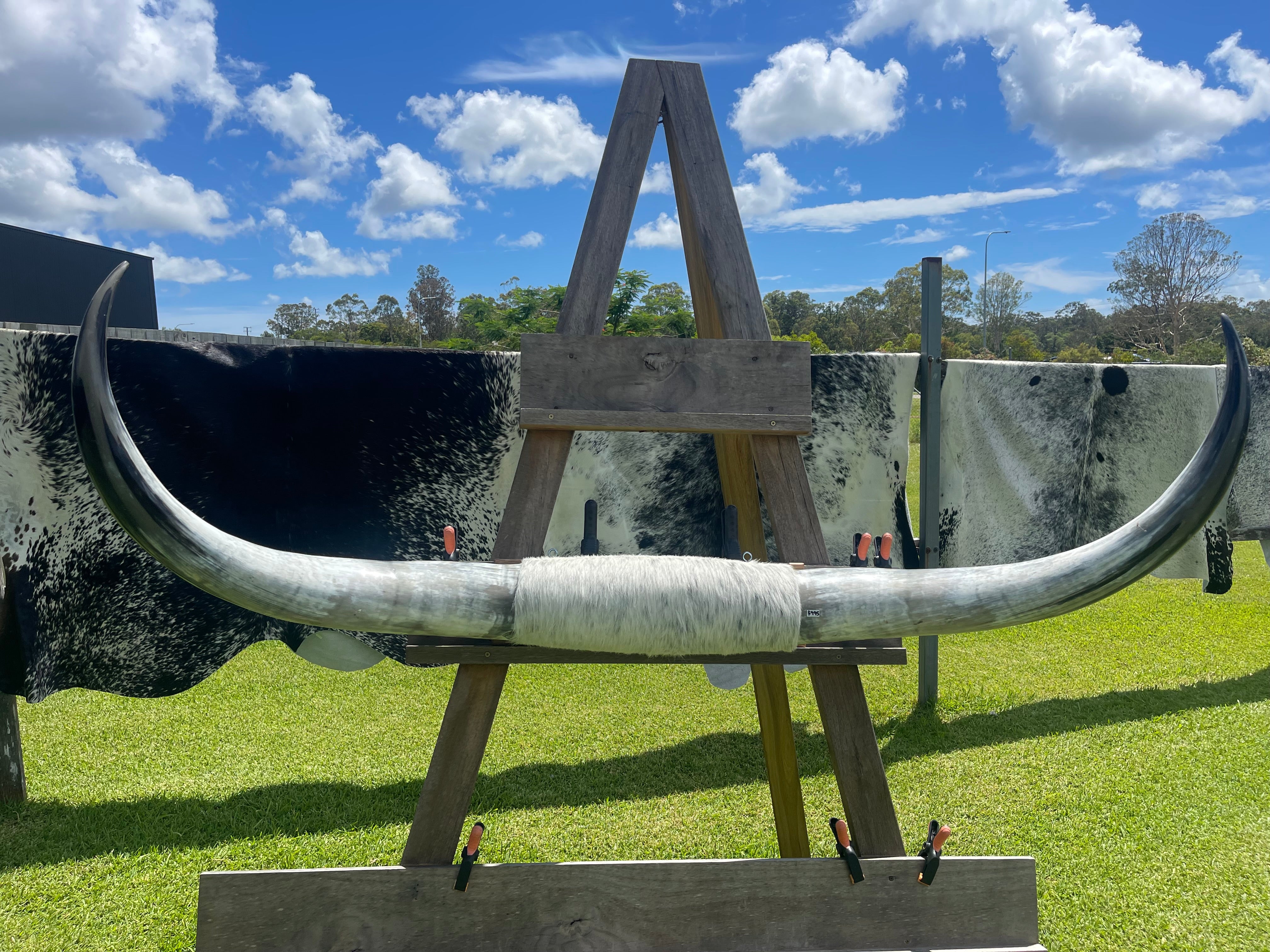 Mounted Cow Horns 46 (delivery extra on request) – The Skin Thing