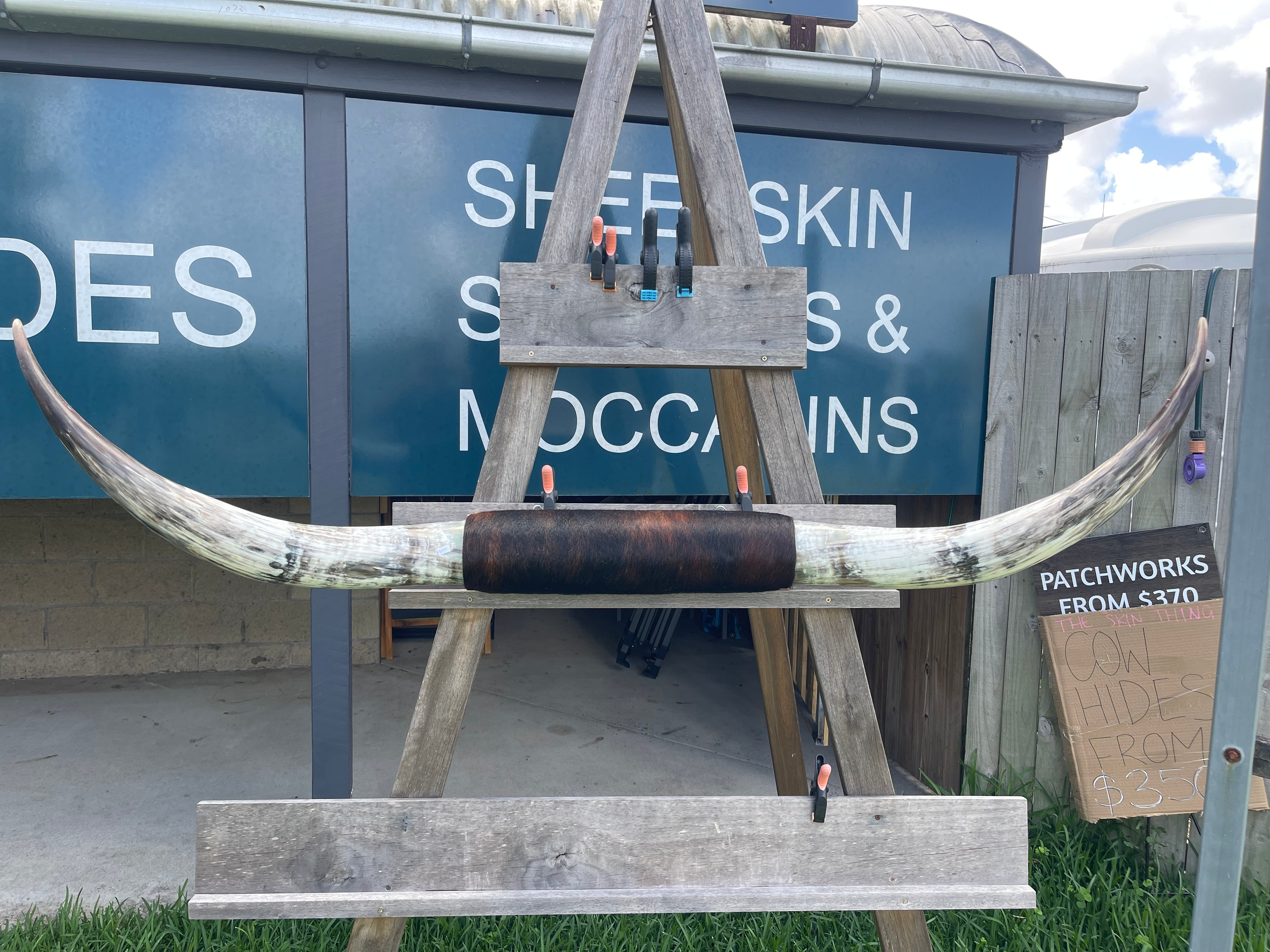 Mounted Cow Horns 28 (delivery extra on request) – The Skin Thing