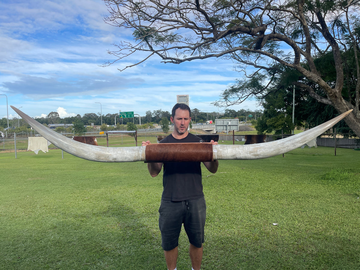 Mounted Cow Horns 03 (delivery extra on request – The Skin Thing