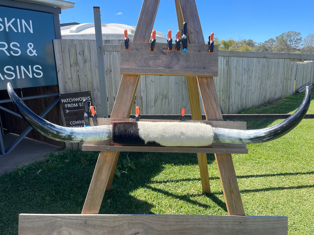 Mounted Cow Horns 31 (delivery extra on request) – The Skin Thing