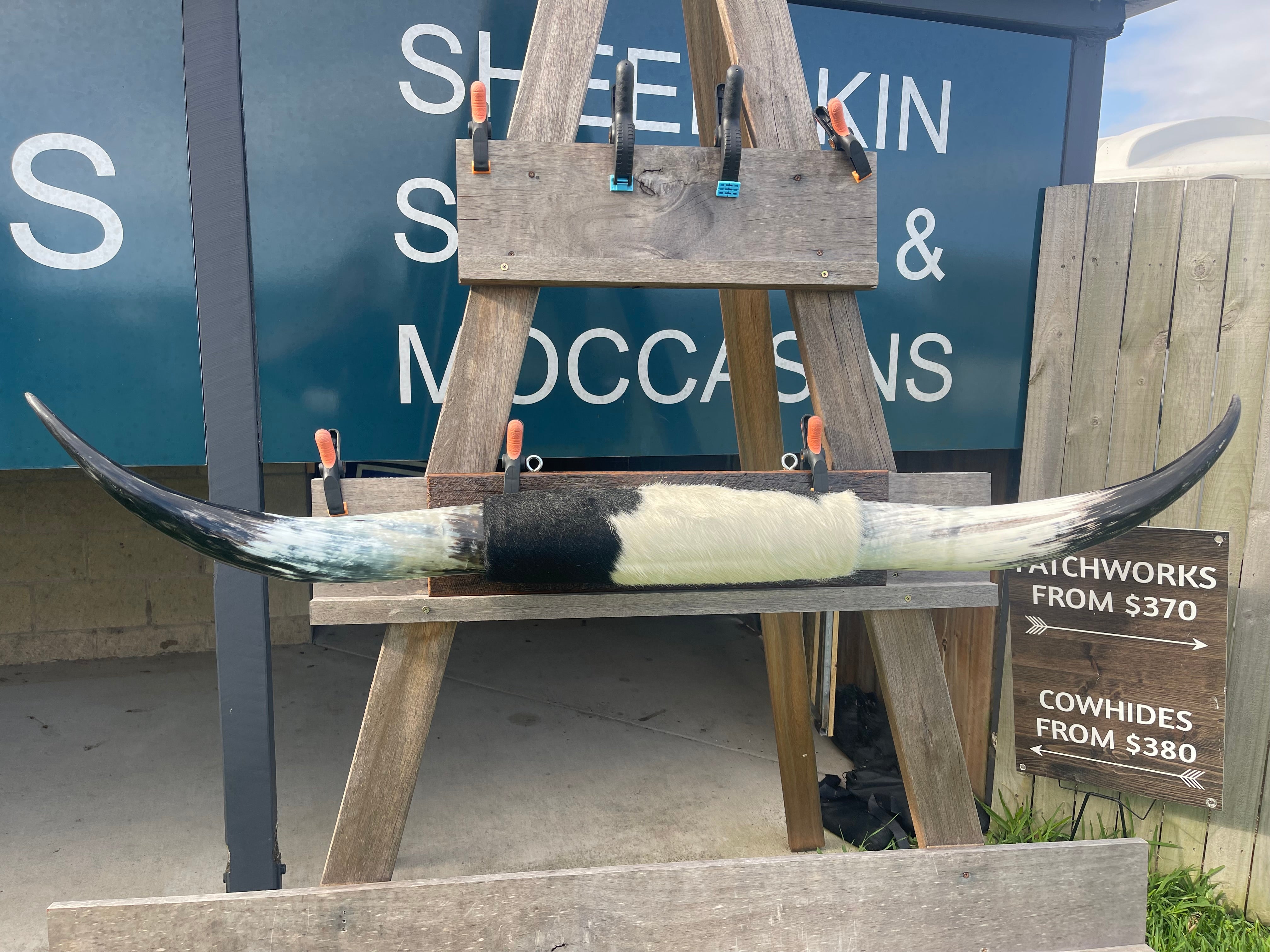 Mounted Cow Horns 08 (delivery extra on request) – The Skin Thing