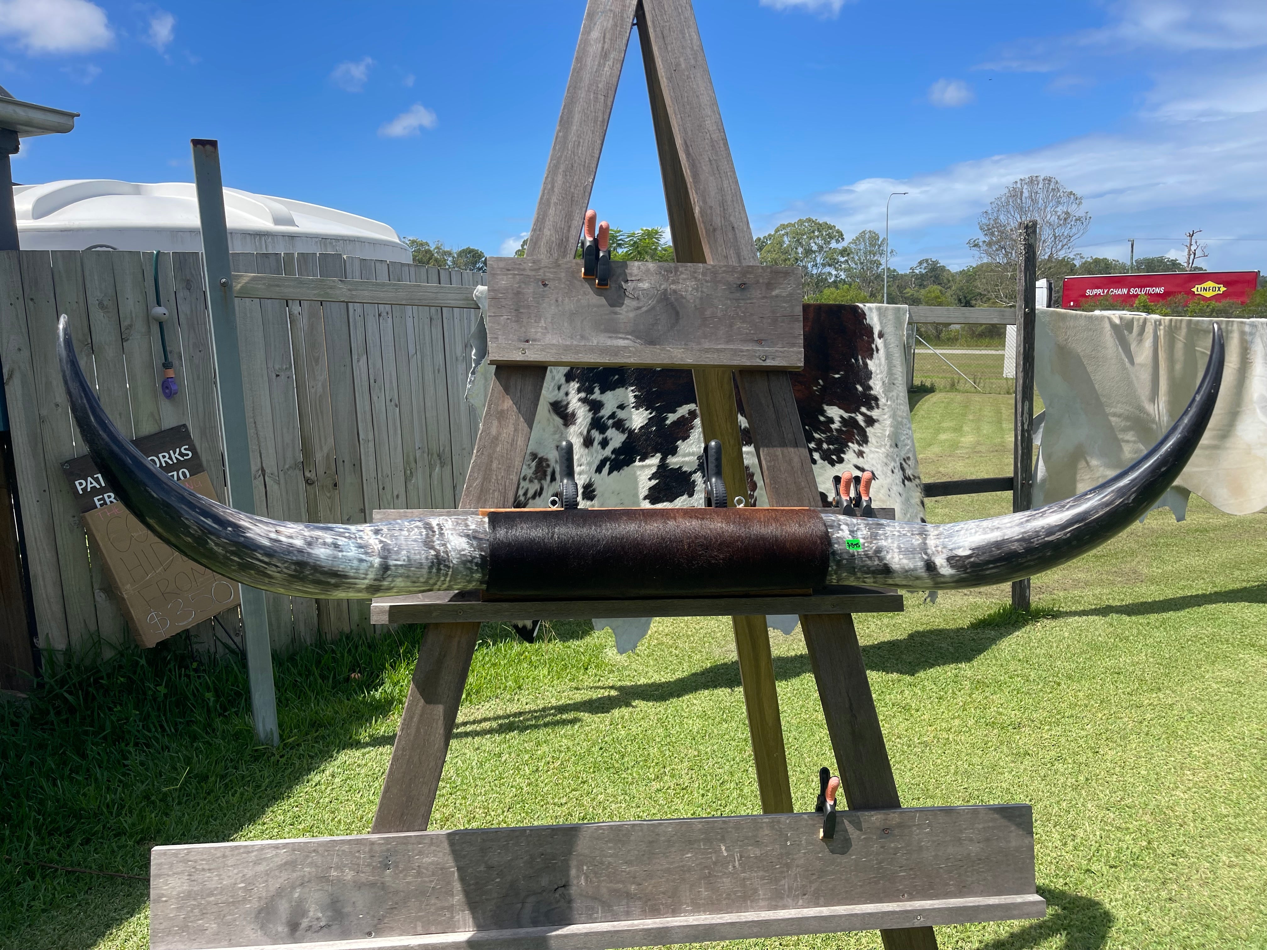 Mounted Cow Horns 20 (delivery extra on request ) – The Skin Thing