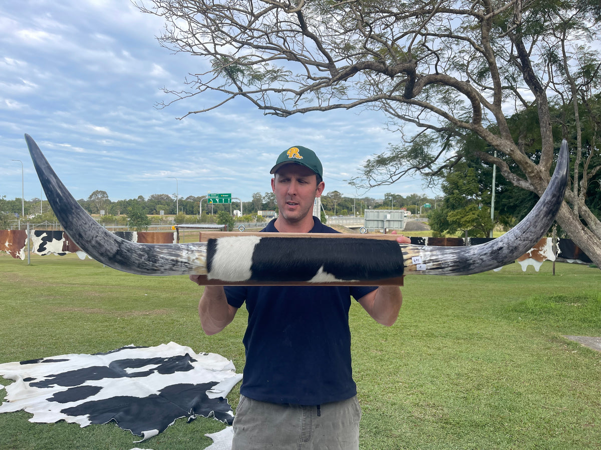 Mounted Cow Horns 02 (delivery extra on request) – The Skin Thing