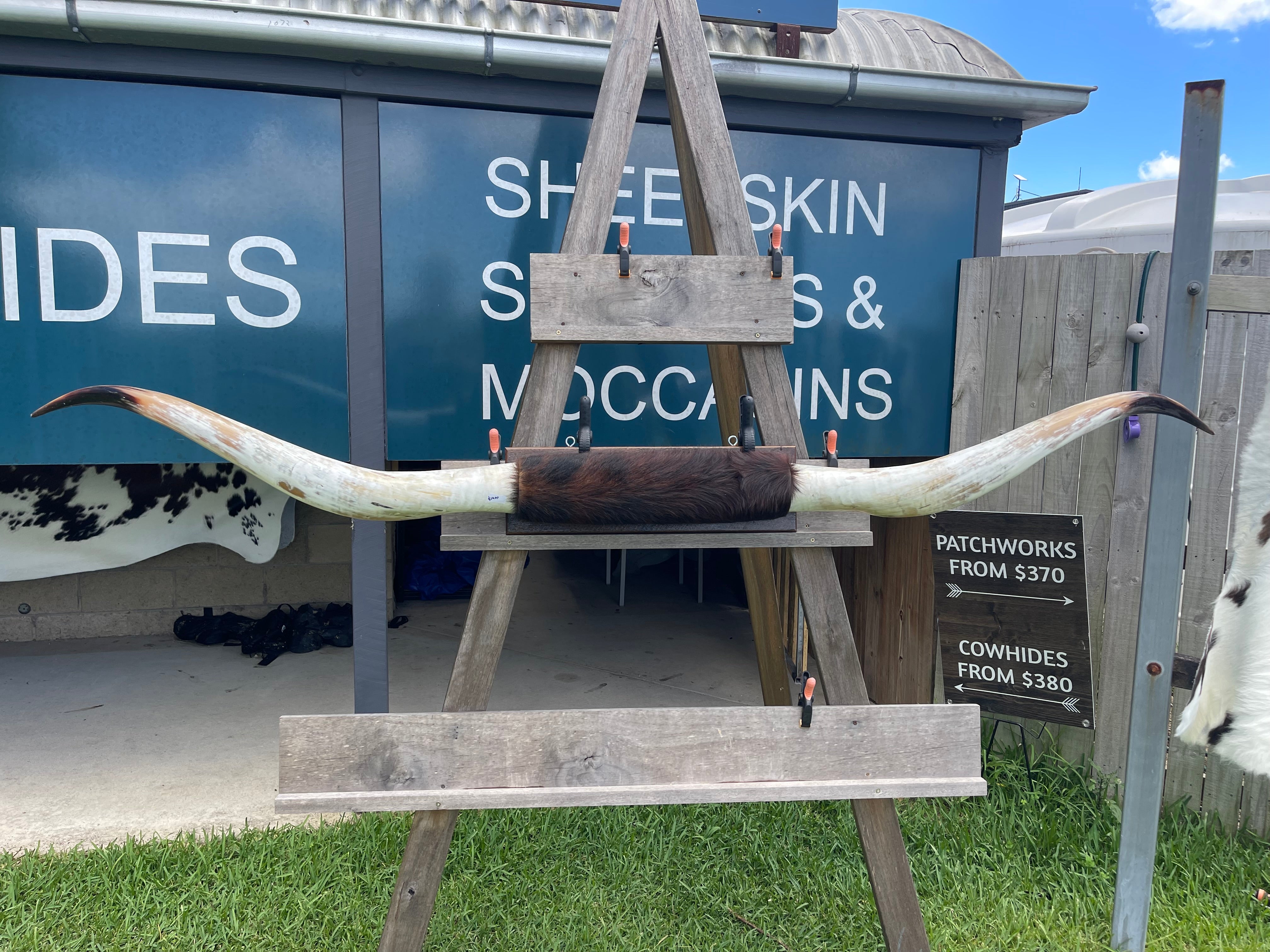 Mounted Cow Horns 50 (this set free delivery, can be dismantled ) – The ...