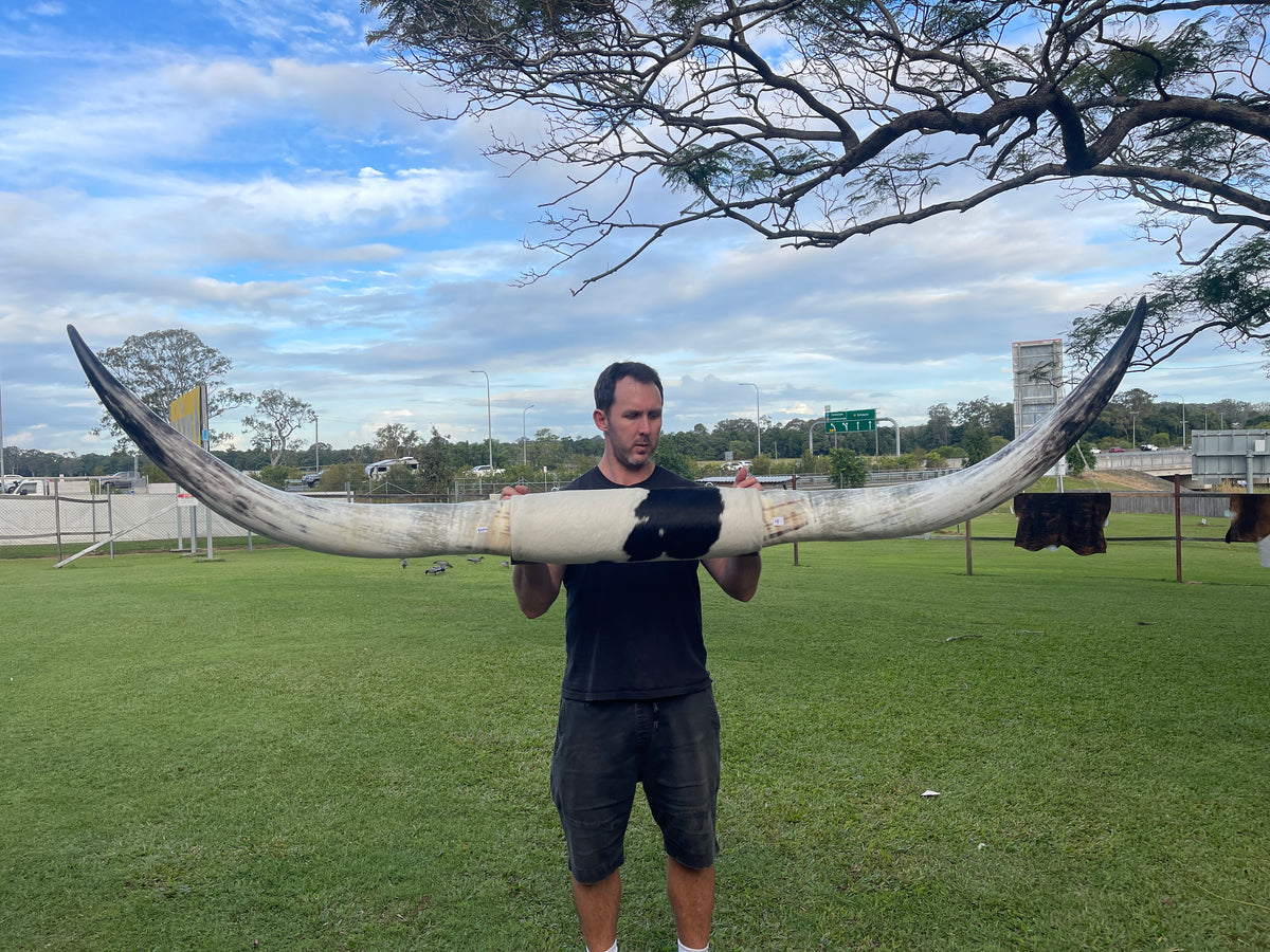 Mounted Cow Horns 12 (delivery extra on request) – The Skin Thing