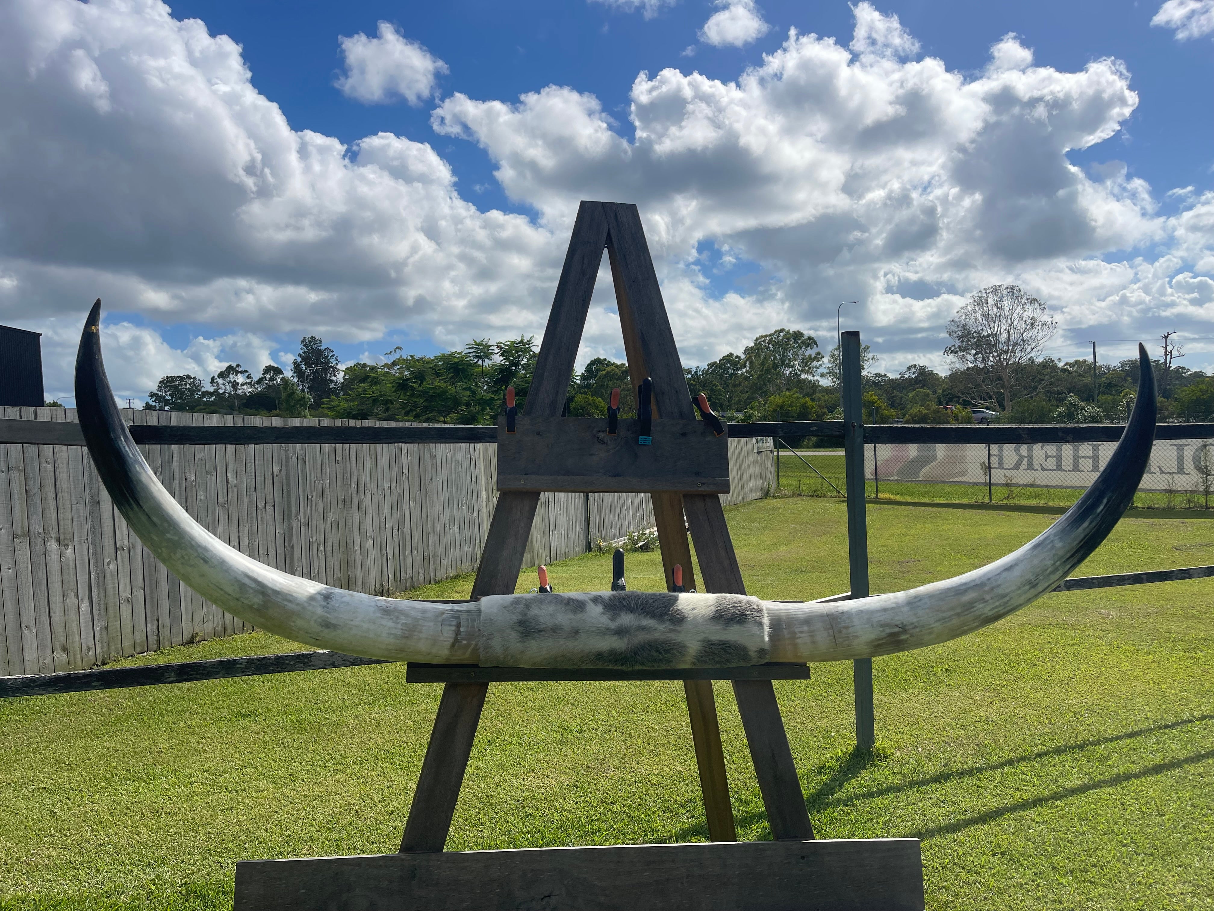 Mounted Cow Horns 38 (delivery extra on request) – The Skin Thing