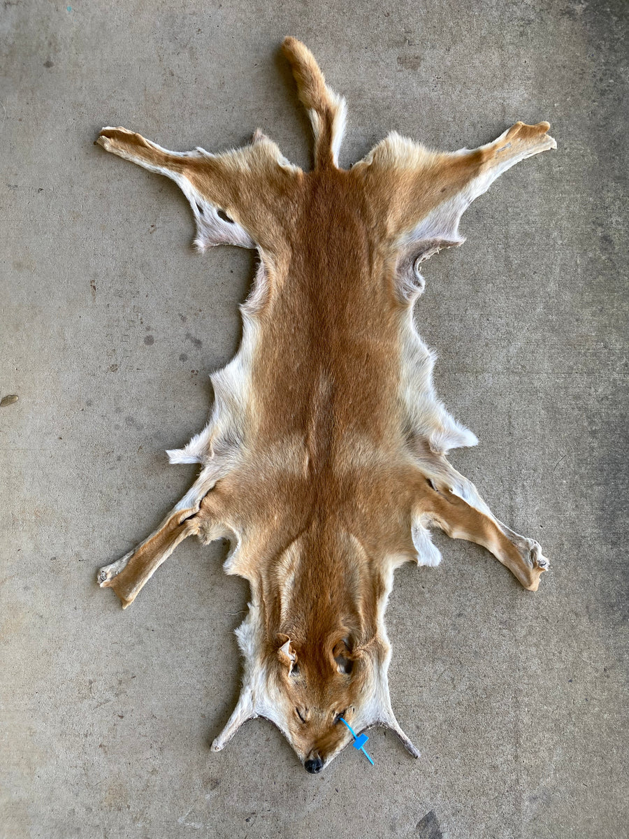 Specialty Skin - Dingo Skin – The Skin Thing