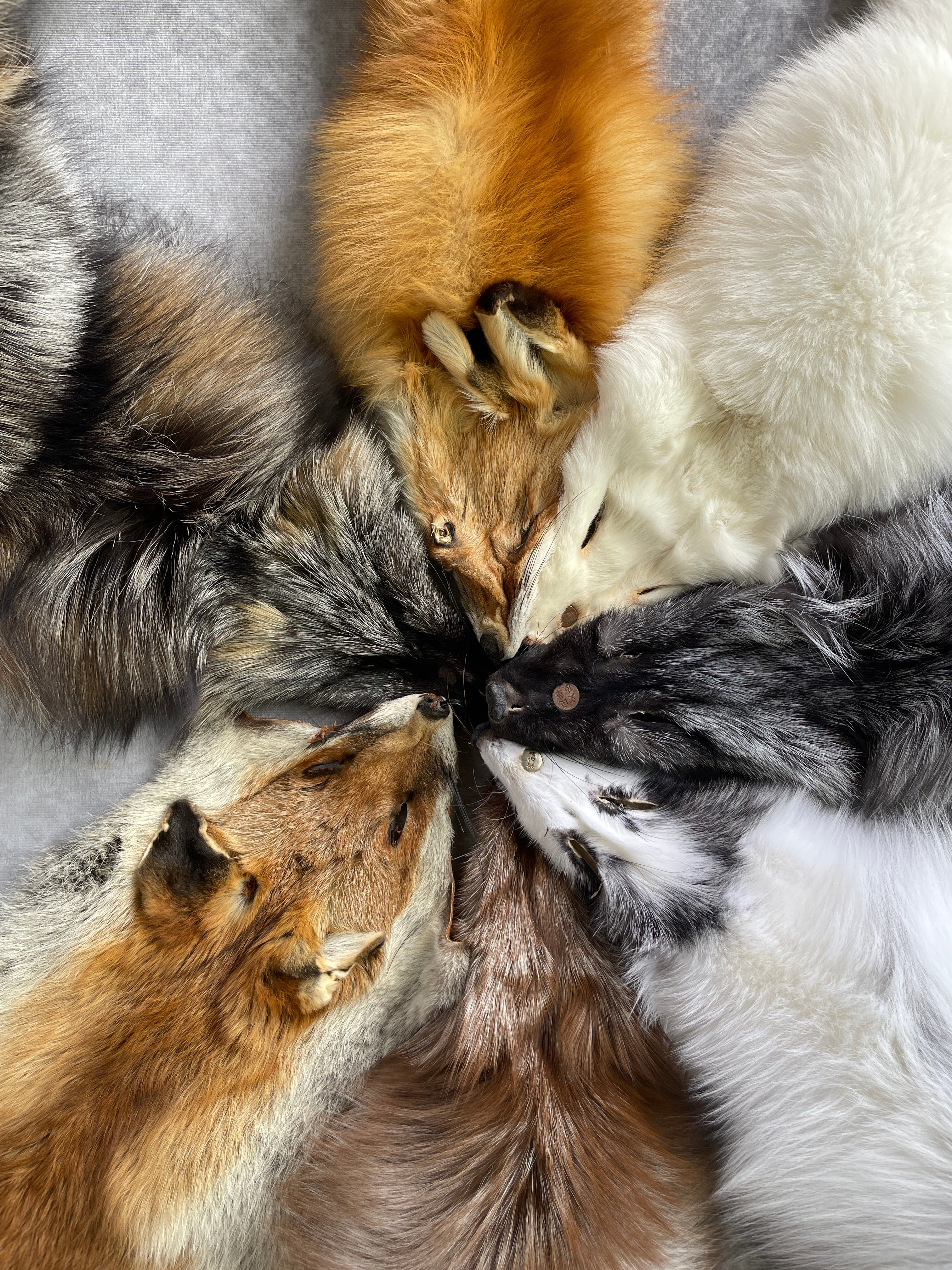 Specialty Skin - Fox Skins – The Skin Thing