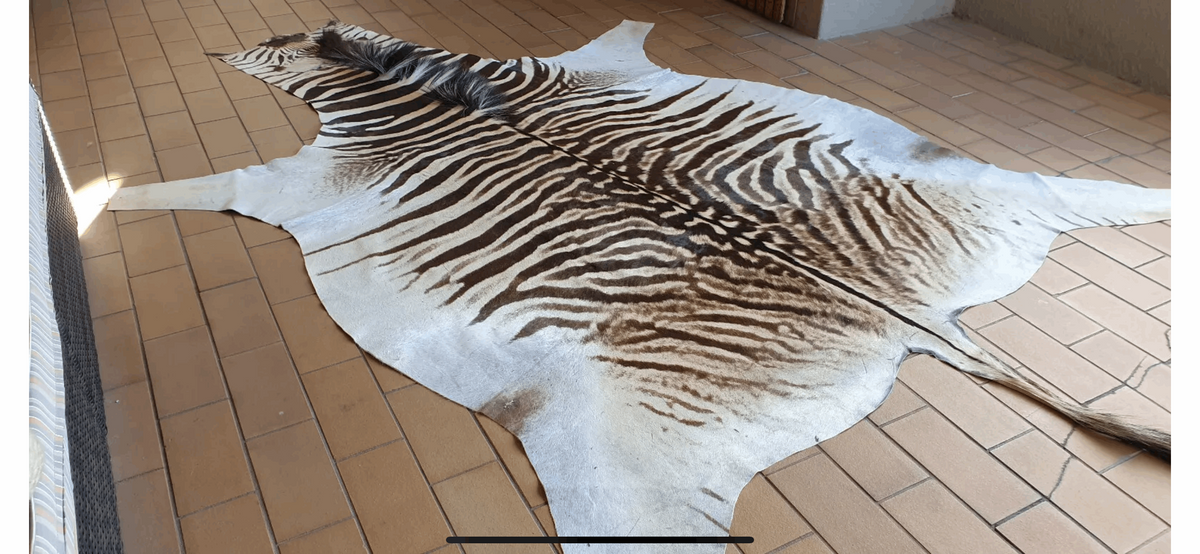 Specialty Skin - South African Zebra Skin (Real) – The Skin Thing